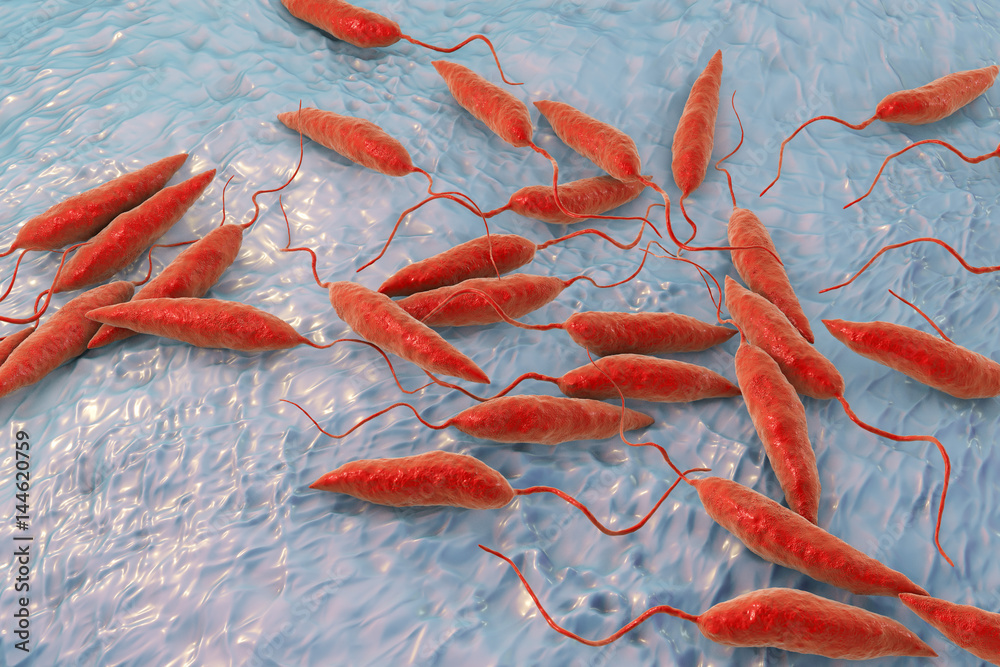 Promastigotes of Leishmania parasite which cause leishmaniasis, 3D ...