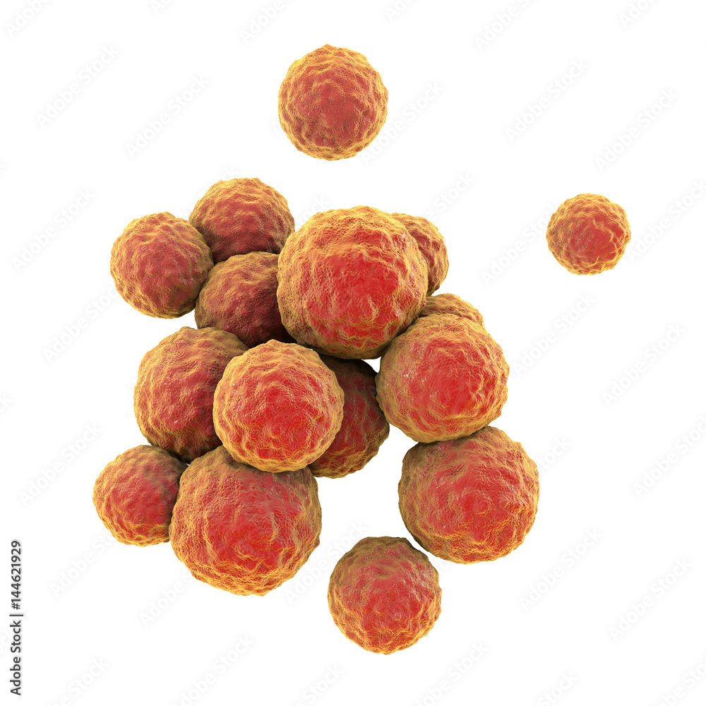 Bacteria Methicillin Resistant Staphylococcus Aureus Mrsa Multidrug Resistant Bacteria