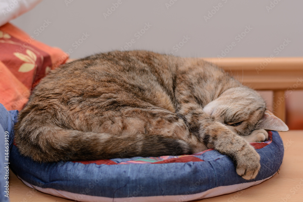Katze genießt es im Katzenbett zu liegen Stock Photo | Adobe Stock