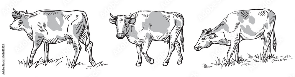 sketches of cows drawn by hand. livestock. cattle. animal grazing Stock ...