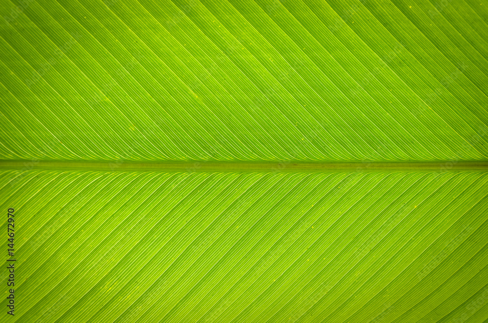 Banana Leaf Stock Photo | Adobe Stock