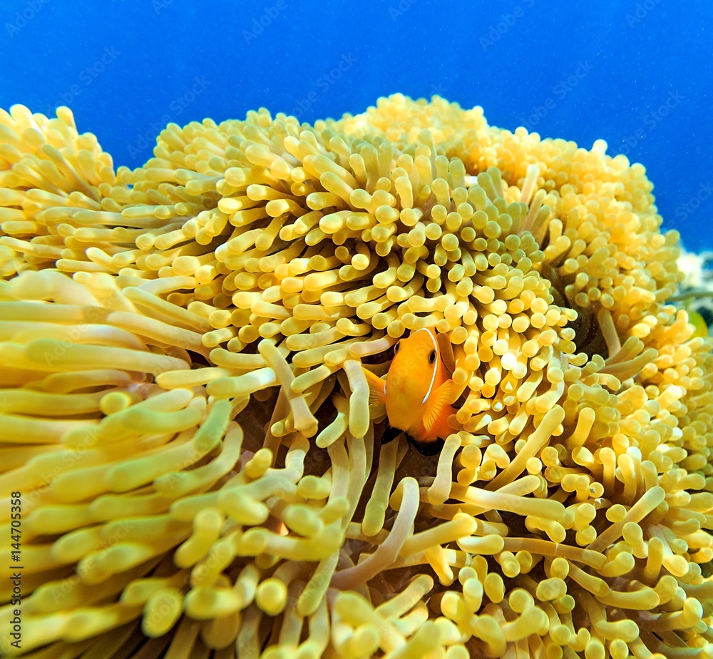 Small fish in an ocean Stock-Foto | Adobe Stock