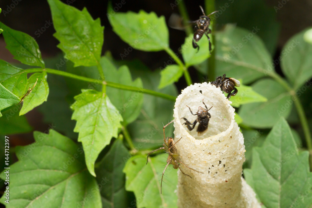 The small insects in tube, Trigona laeviceps .(Stingless Bee) honey ...