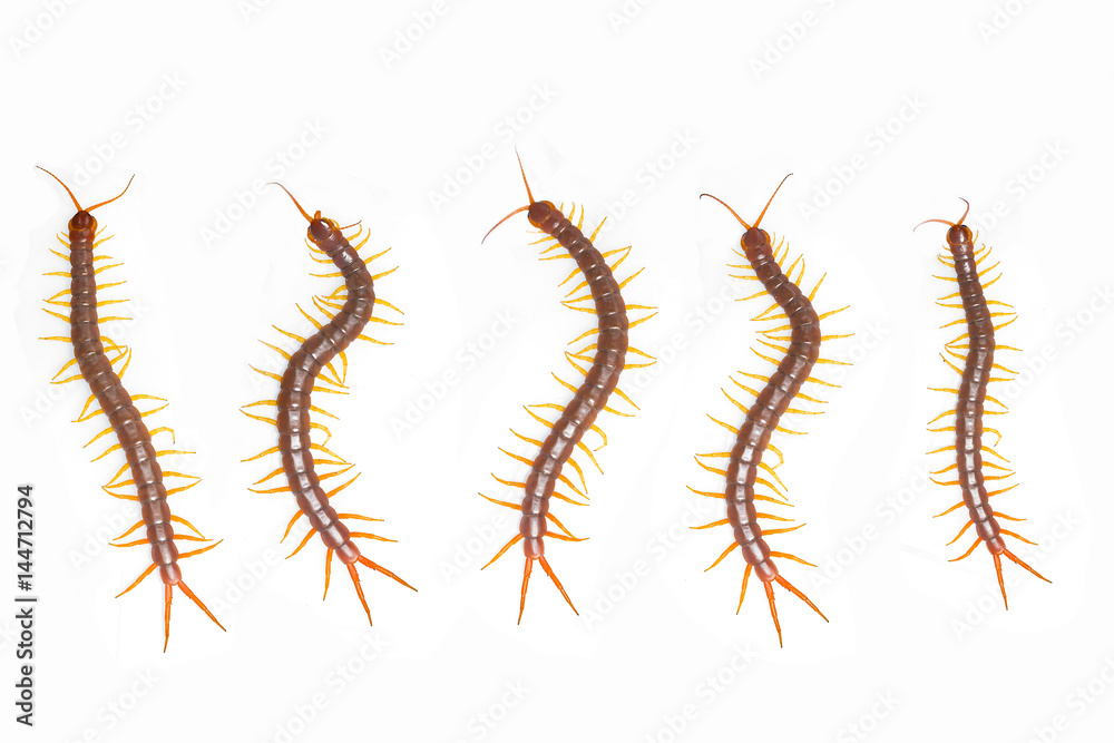 centipede on white background.gruop of centipede.Position of centipede ...