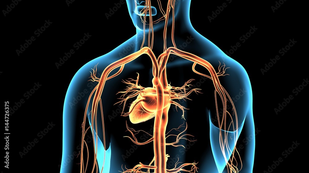 3d rendered anatomy illustration of a human body shape with heart and ...