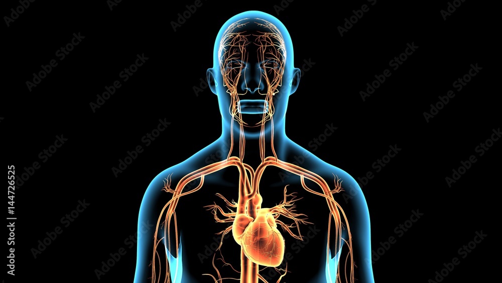 3d rendered anatomy illustration of a human body shape with heart and ...