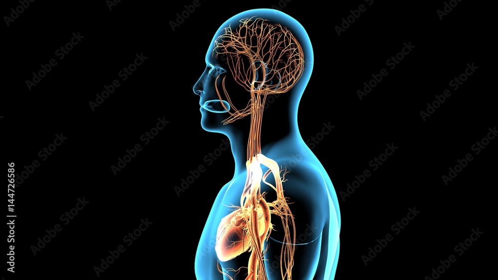 3d rendered anatomy illustration of a human body shape with heart and ...