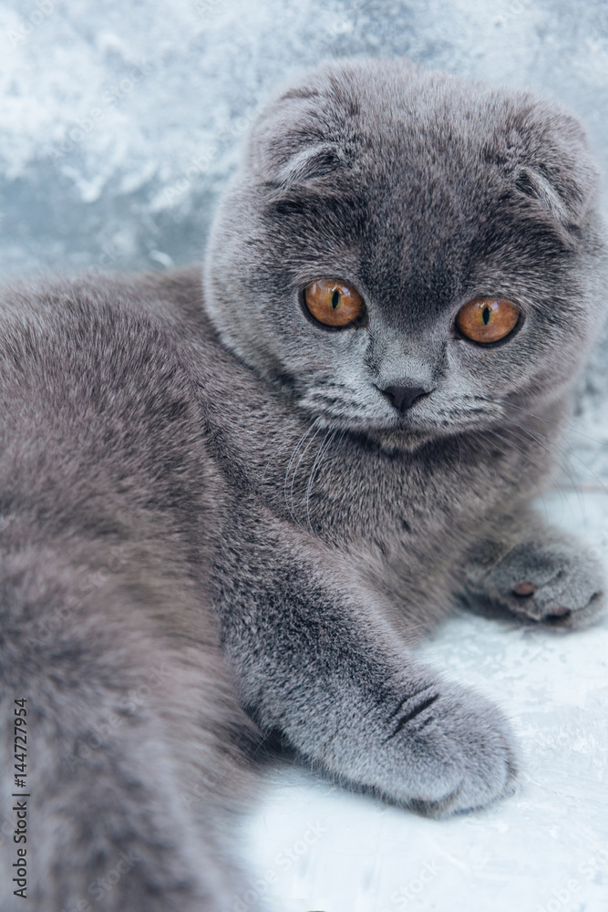 Grey Scottish Fold