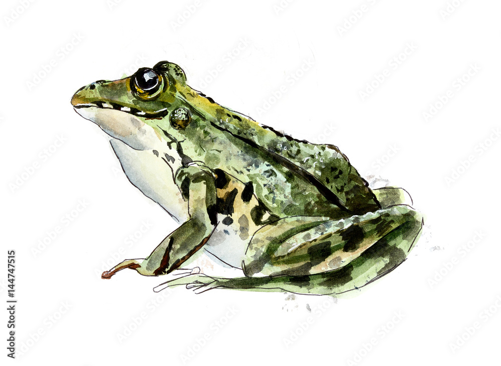 Green Frog. Isolated. White background. Watercolor hand drawing ...