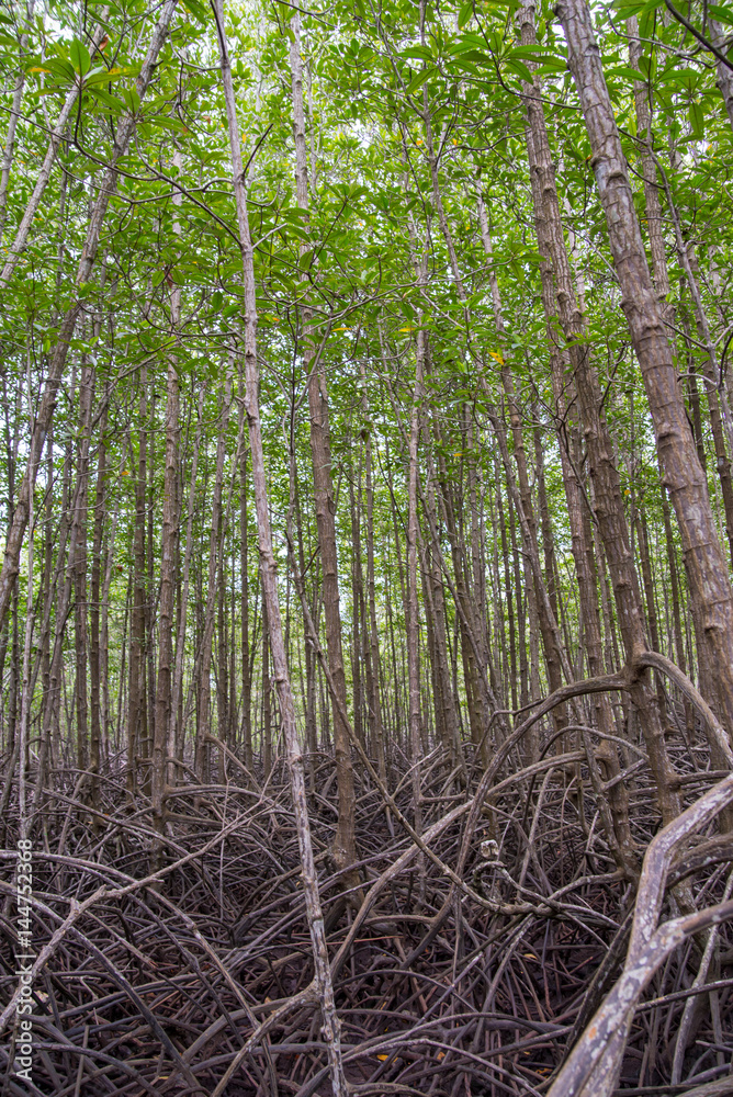 Forest of tall loop-root mangrove trees, with tangled and messy roots ...