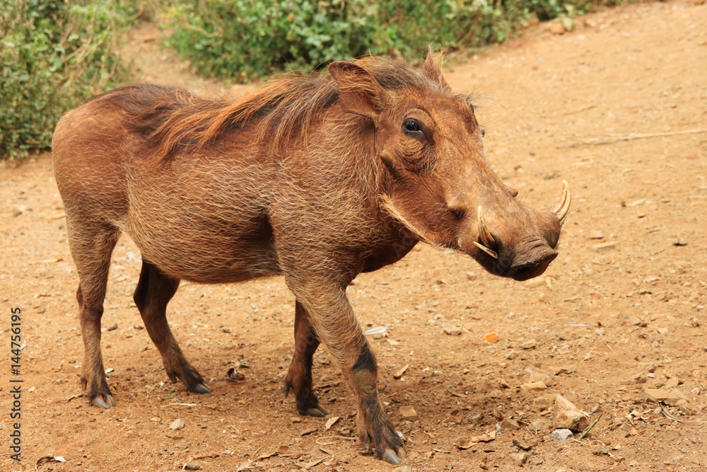 Common warthog. Side view. Giraffe center. Nairobi, Kenya, East Africa ...
