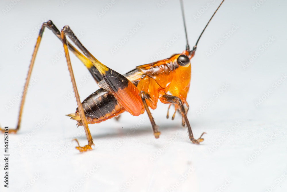 Orange, black bush-crickets or katydids (Arthropoda: Insecta ...