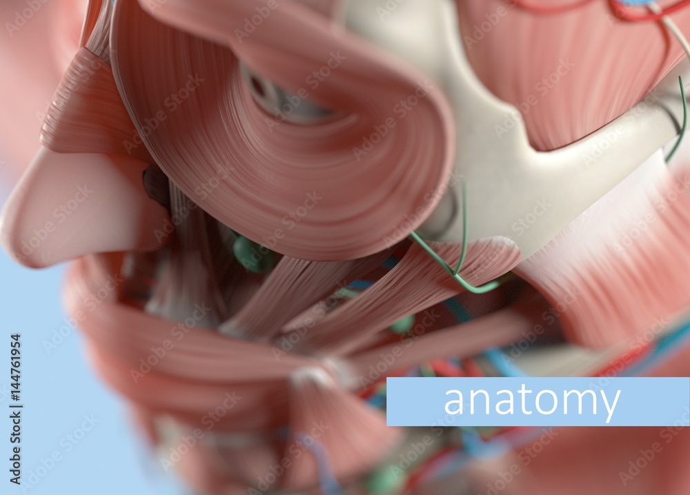 Anatomy body model extreme close-up. Selective focus. Human anatomy ...