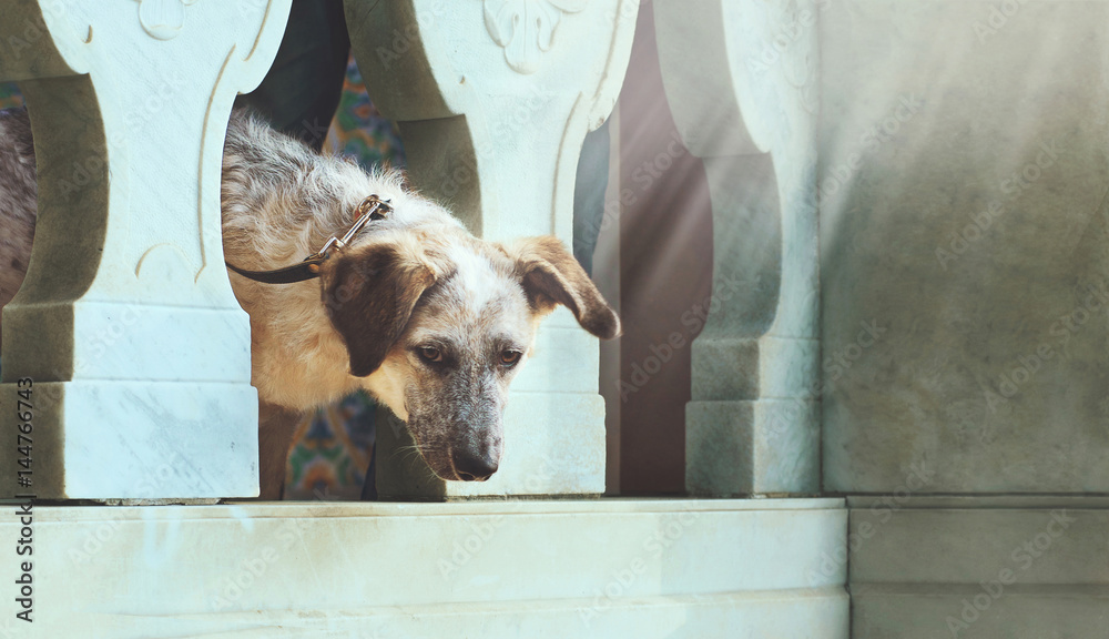 Curious puppy black and white half-blood dog looking out of pillars ...