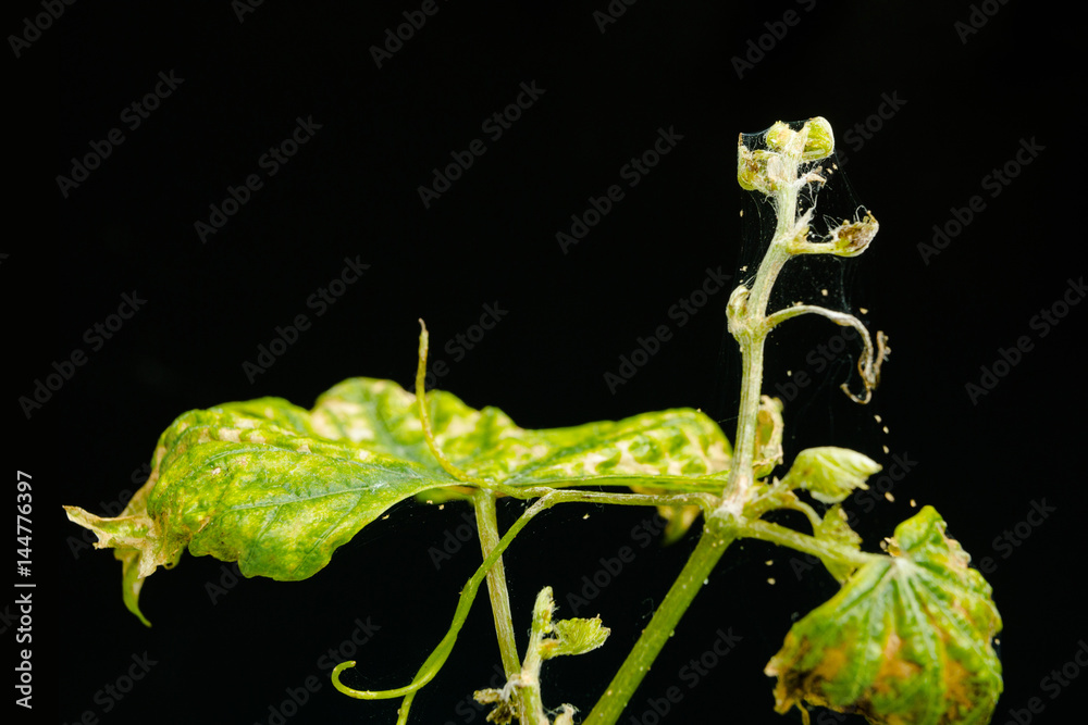 Spider mite parasitizes on sick and dry grapes leaves, isolated on ...