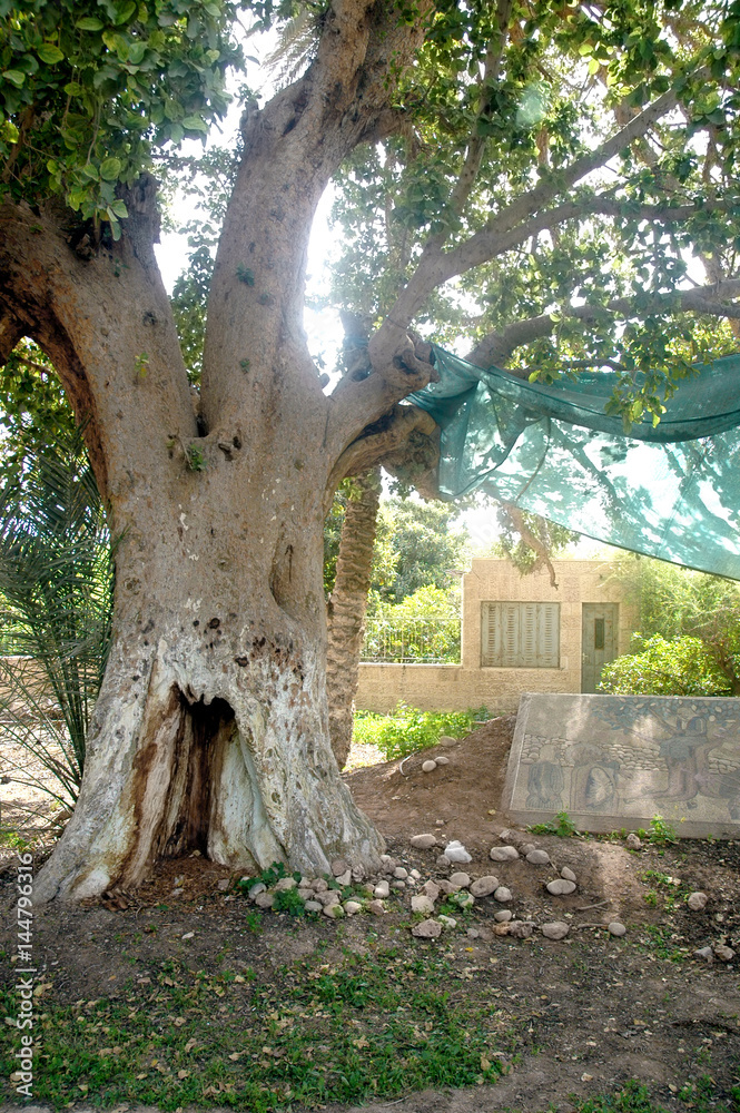 Tree of Zacchaeus, Jericho, Israel Stock Photo | Adobe Stock