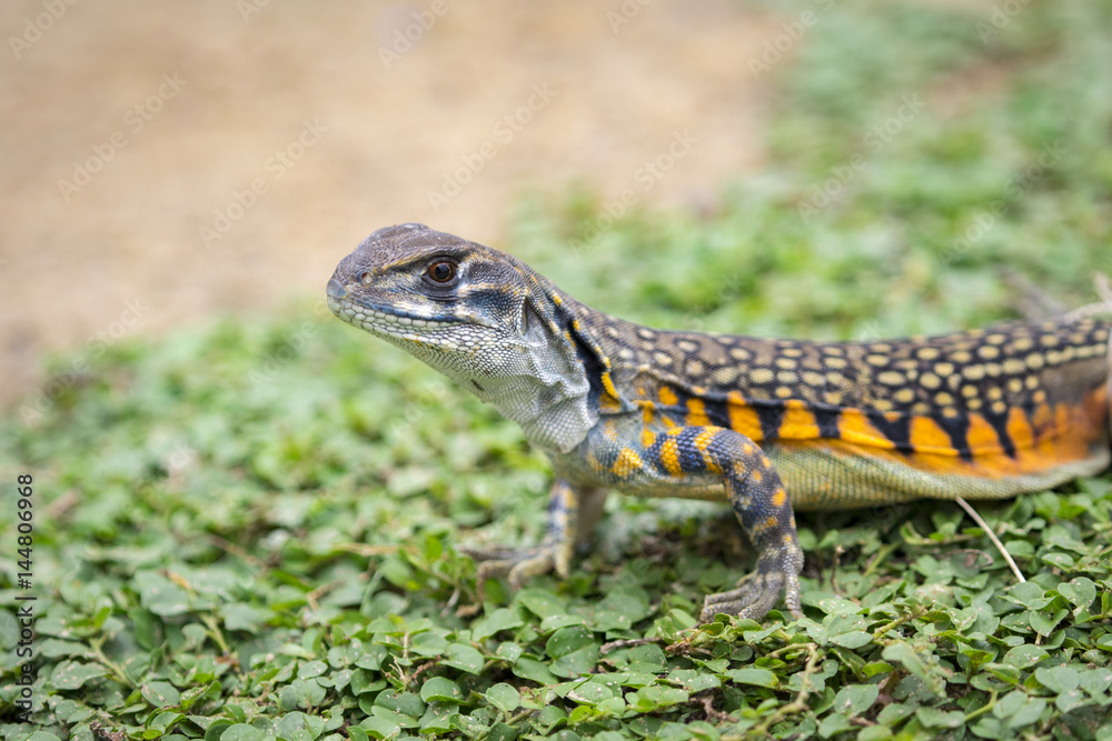 Butterfly Agama