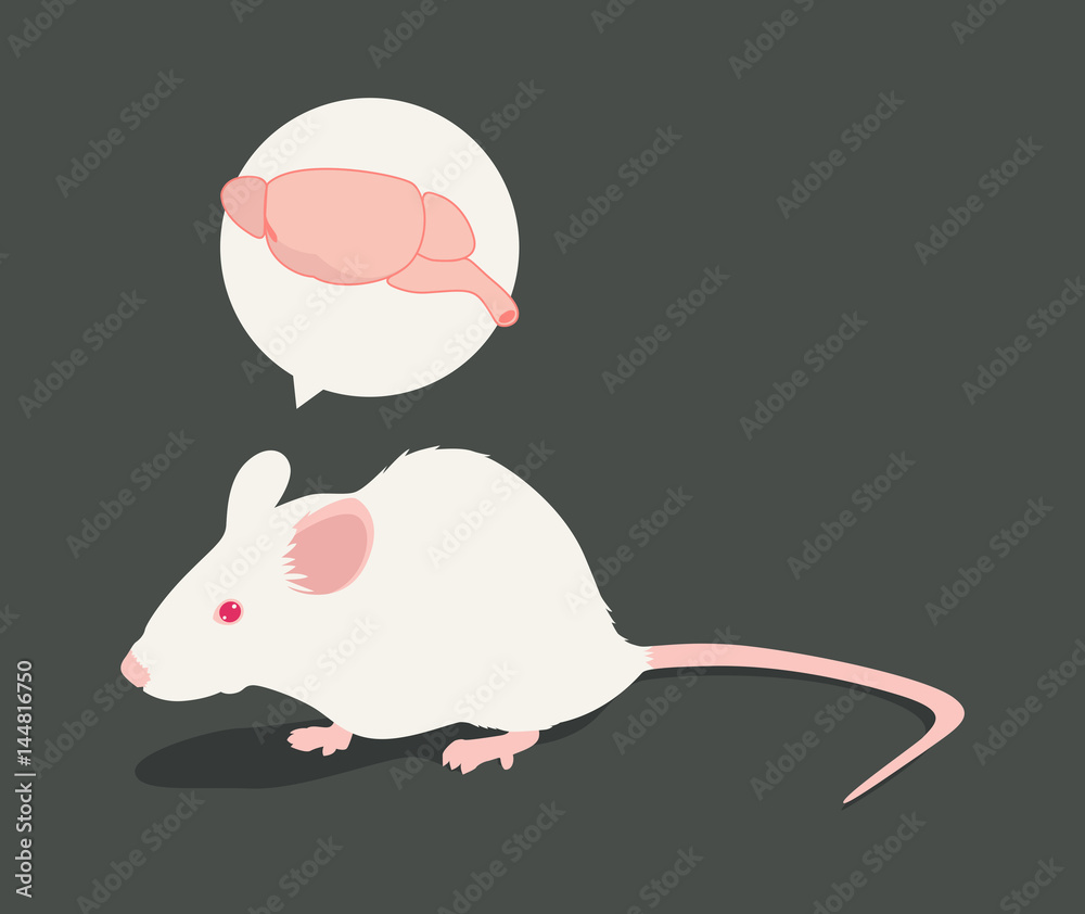 Rat Brain vector illustration Stock Vector | Adobe Stock