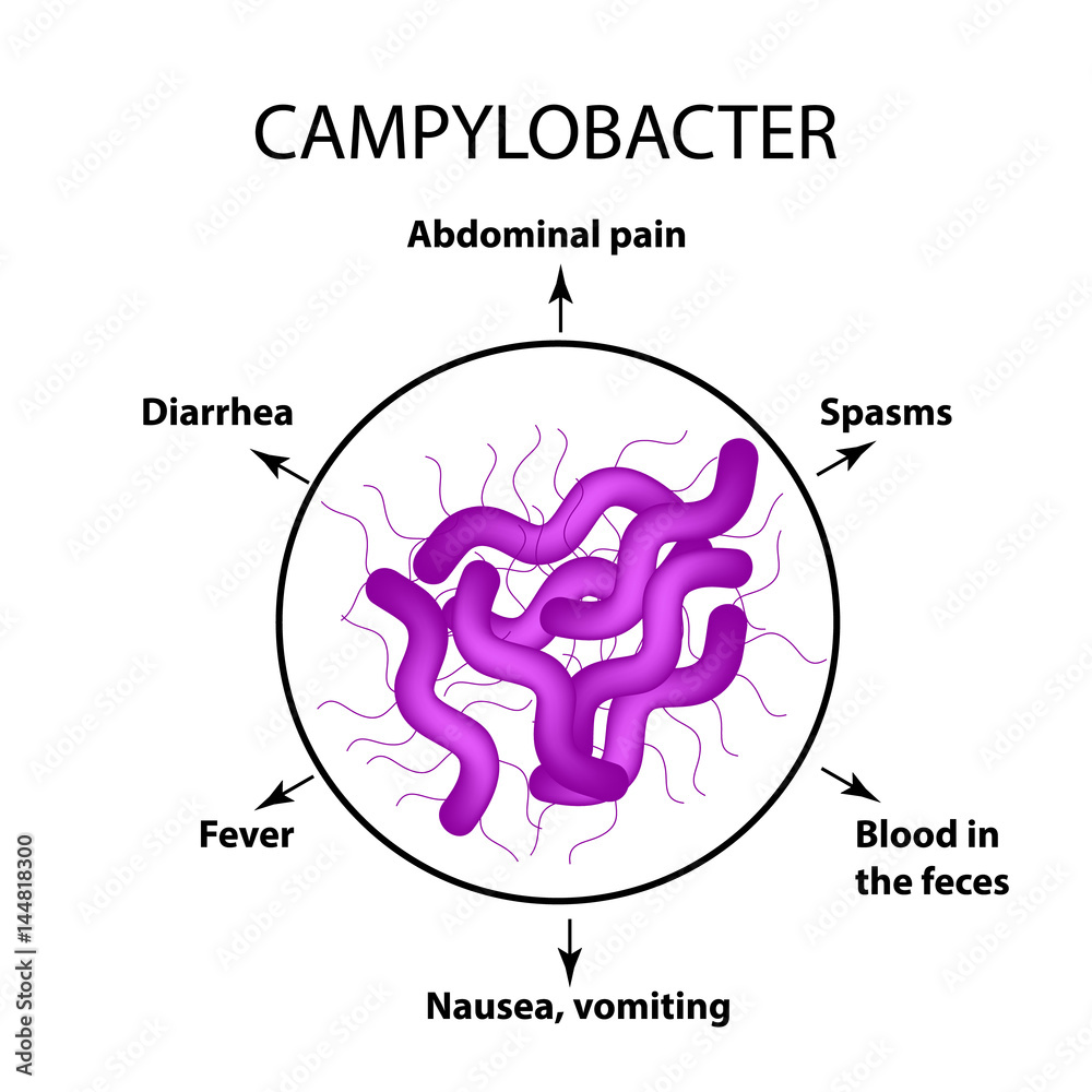Campylobacter. Pathogenic flora. The bacterium causes intestinal ...