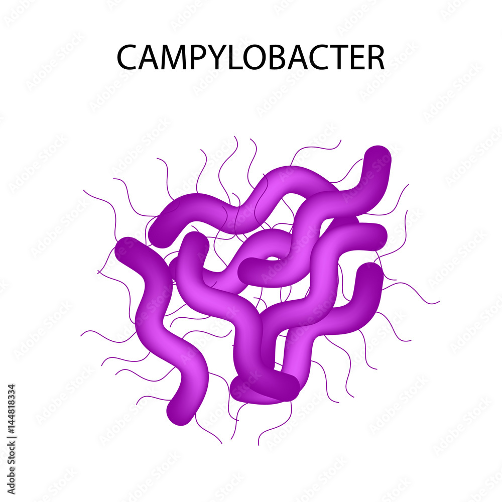 Campylobacter. Pathogenic flora. The bacterium causes intestinal ...