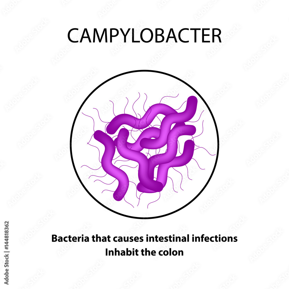 Campylobacter. Pathogenic flora. The bacterium causes intestinal ...