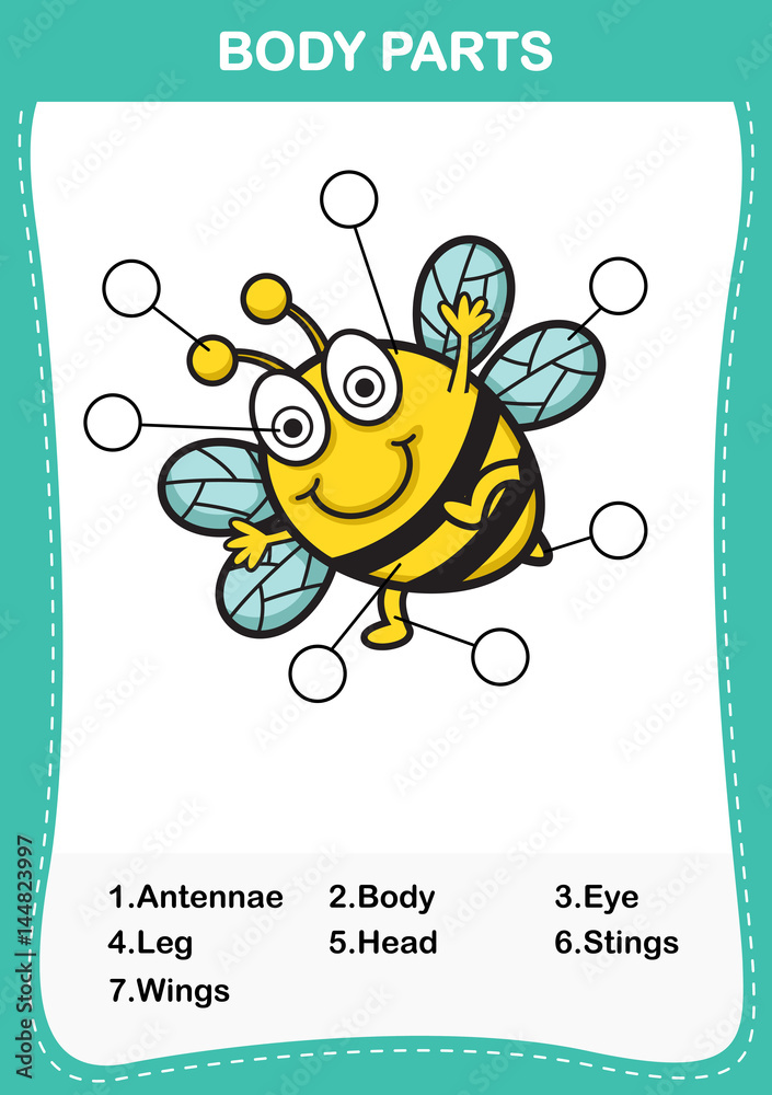 Illustration of bee vocabulary part of body,Write the correct numbers ...