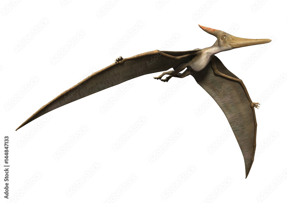 3D Rendering Pteranodon on White Stock Illustration | Adobe Stock