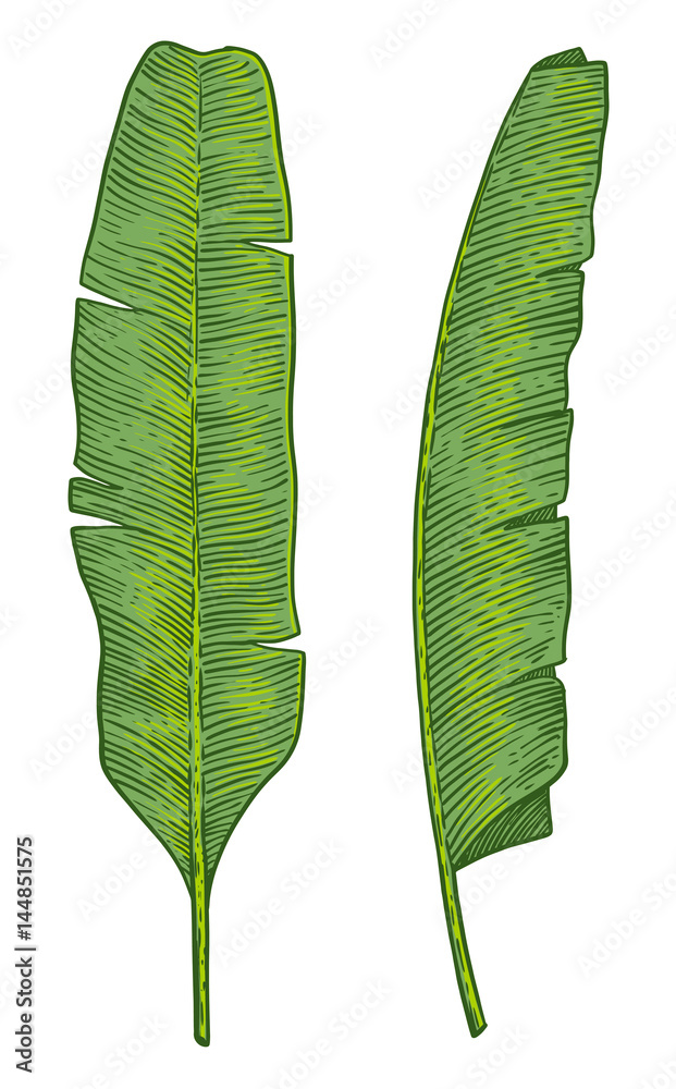 Banana leaf illustration, drawing, engraving, ink, line art, vector ...