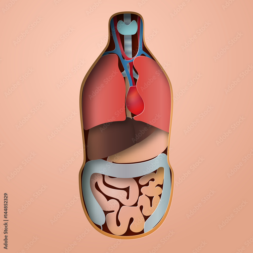 Human body anatomy, medical organs system paper craft style vector ...