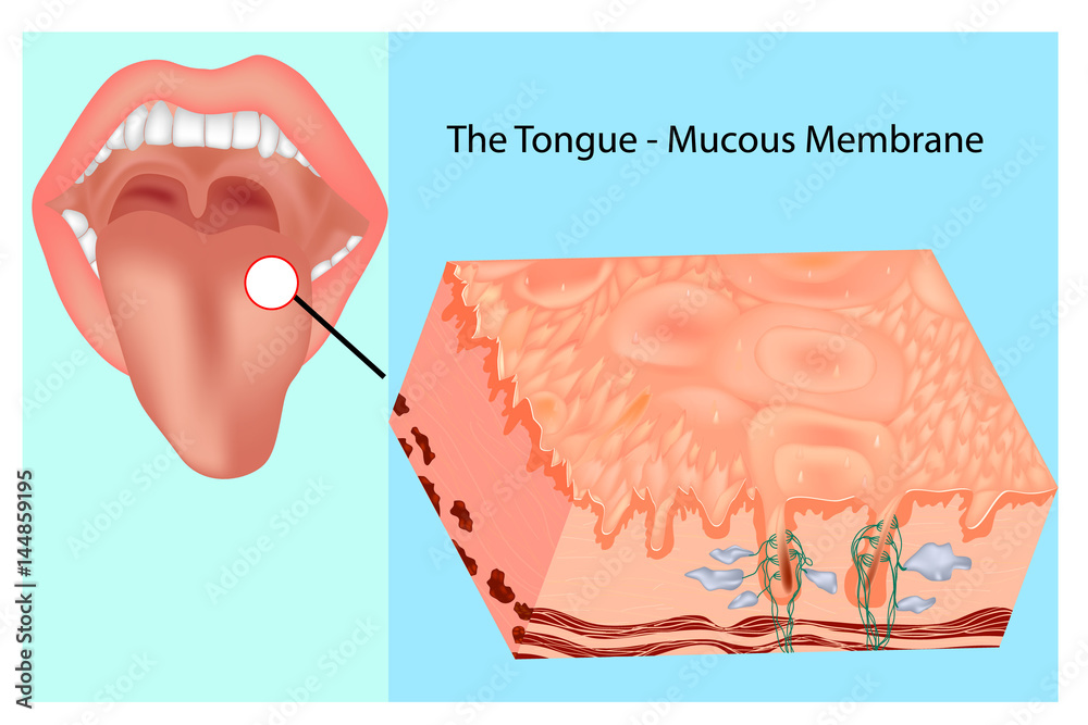 Oral mucous membrane. Structure of the tongue Stock Vector | Adobe Stock