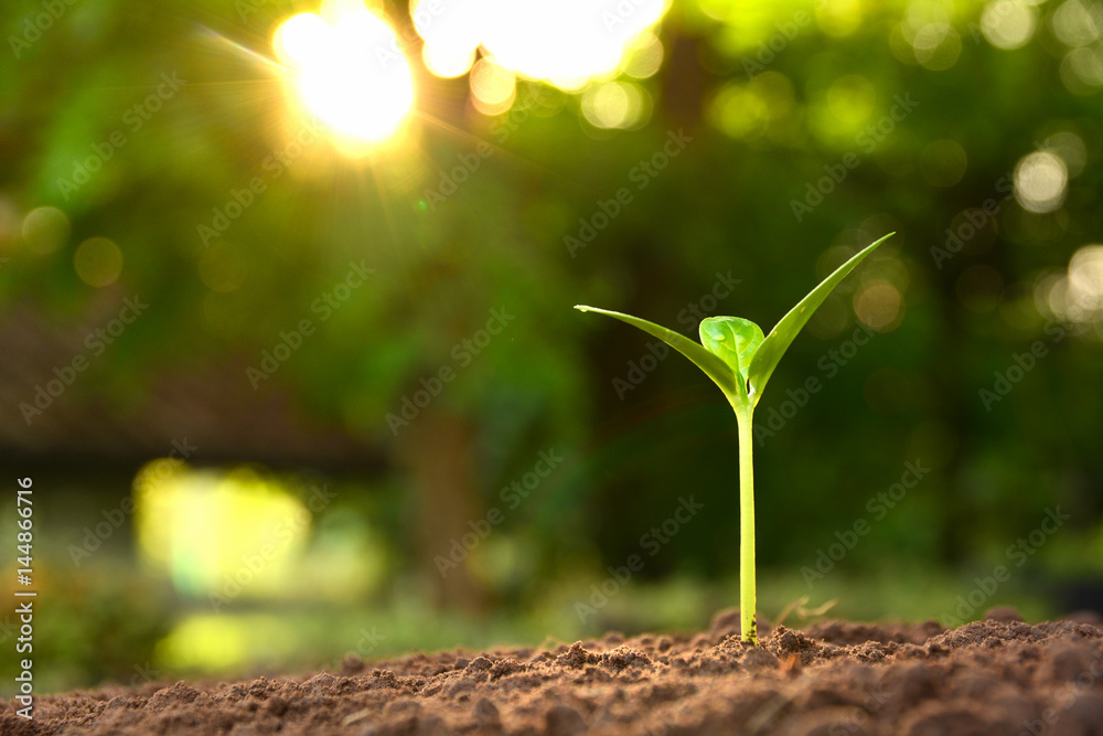Seedling and plant growing in soil on nature background Stock Photo ...