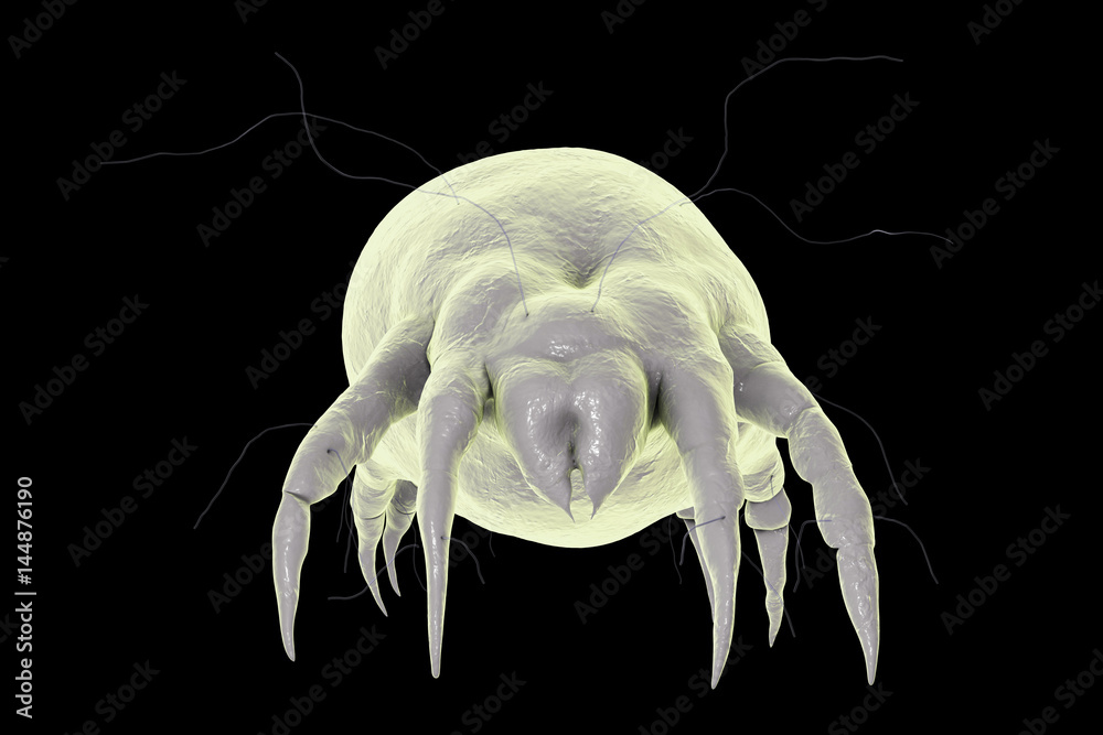 Dust mite Dermatophagoides which lives in dust and furniture and whose ...