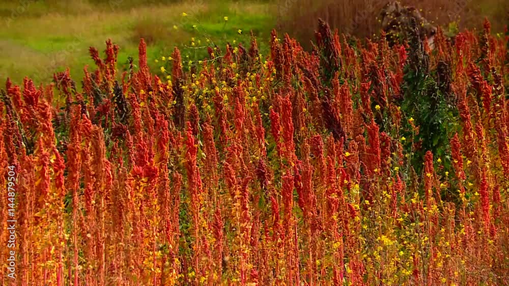 Quinoa field in Peru. Quinoa grows in South America, in the Andes ...