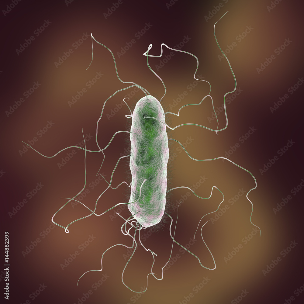 Proteus Mirabilis: Morphology, Pathogenesis, Clinical, 41% OFF