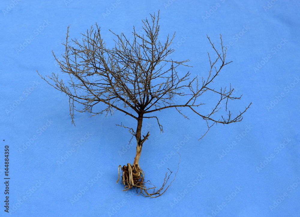 dead tree, single tree with roots and without leaves in front of blue ...