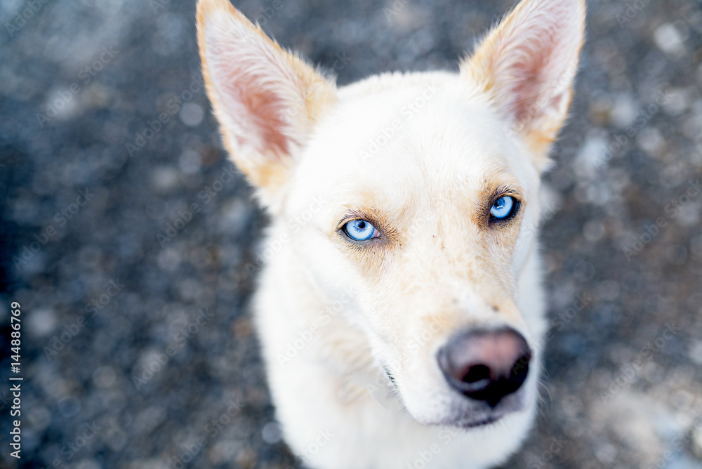 Albino German Shepherd With Blue Eyes