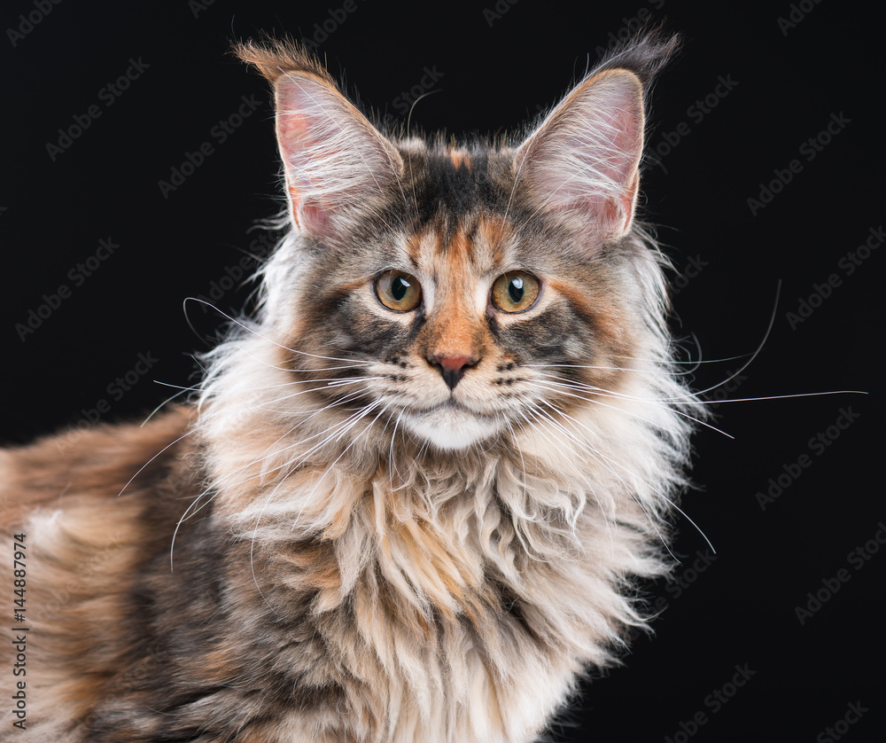 Maine Coon Tortoiseshell