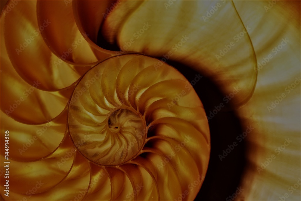 nautilus shell spiral section symmetry cross section spiral half ...