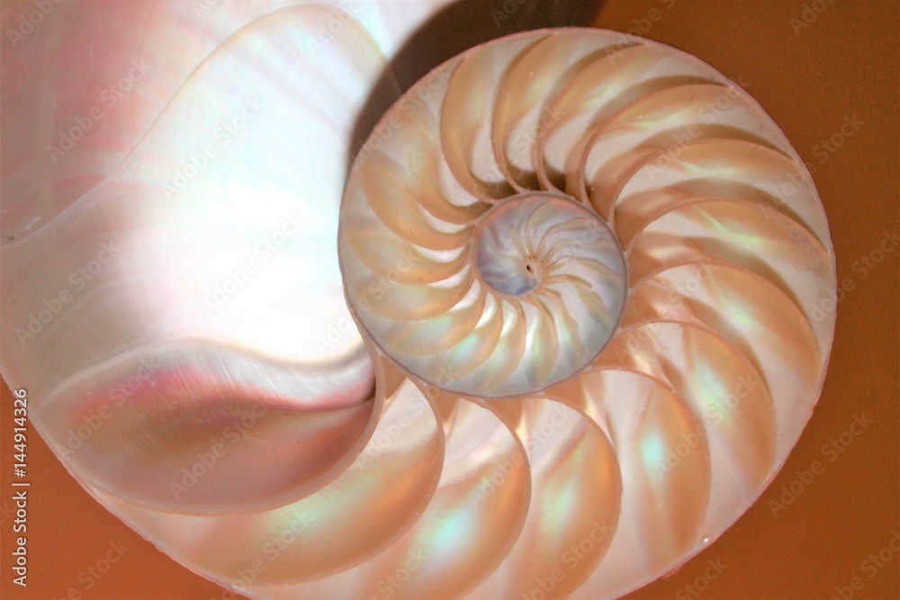 nautilus shell cross section spiral symmetry Fibonacci half golden ...