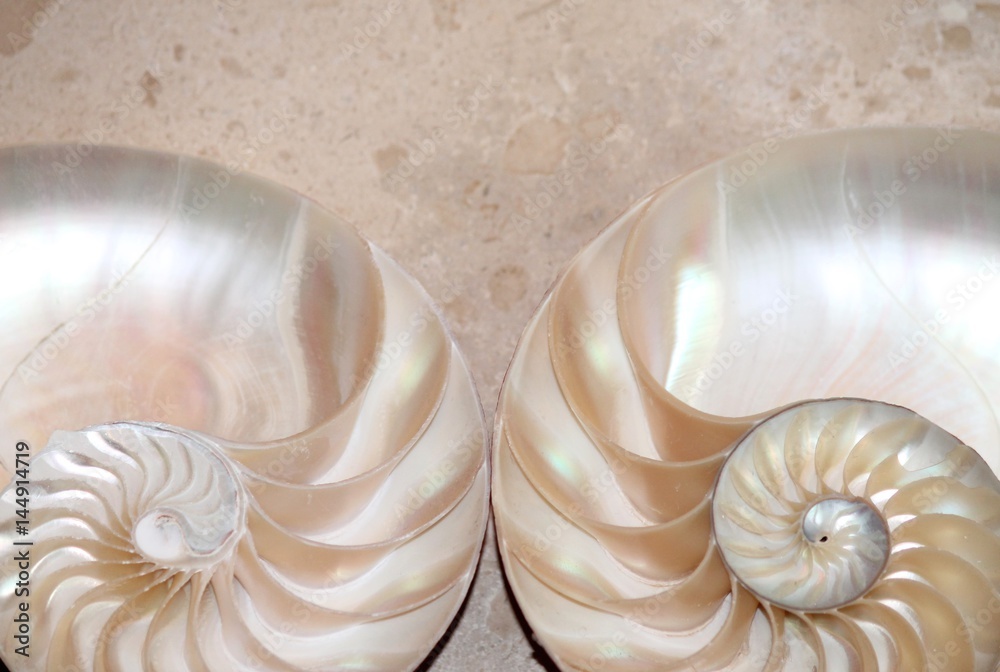 nautilus shell symmetry Fibonacci half cross section spiral golden ...