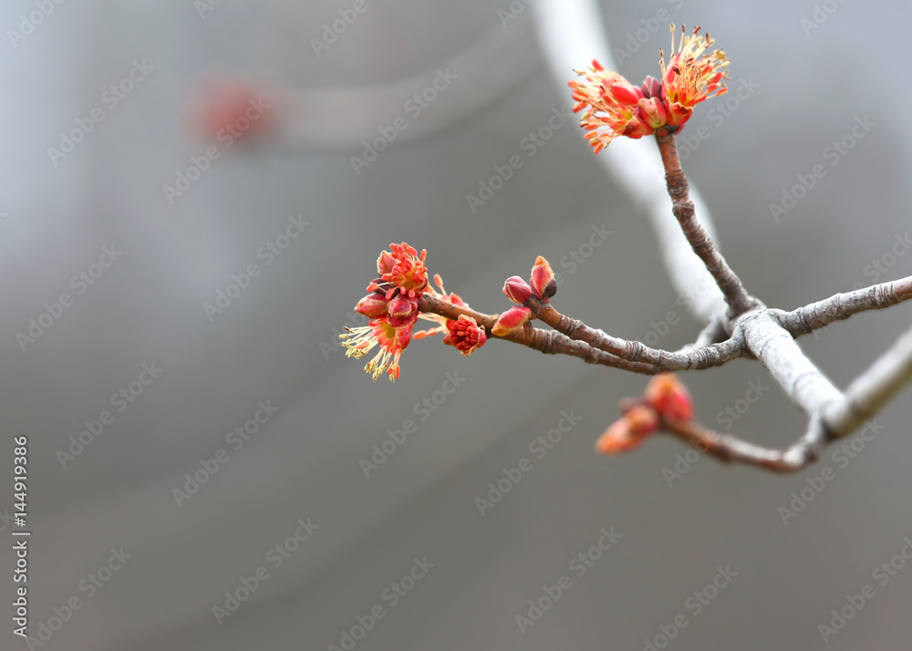 Maple Tree Budding
