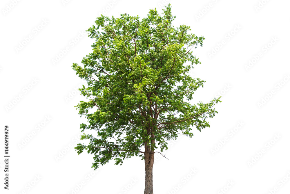 Neem tree (Azadirachta indica) isolated on white background Stock Photo ...