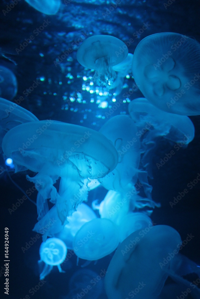Aurelia Aurita Classification