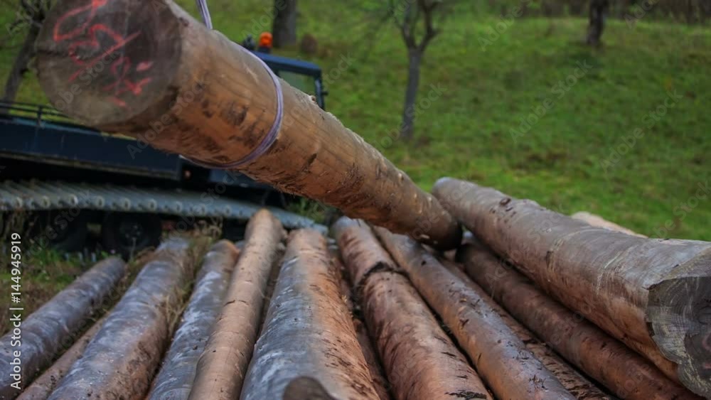 Crane is moving the tree trunk before it lifts it up on a long band ...