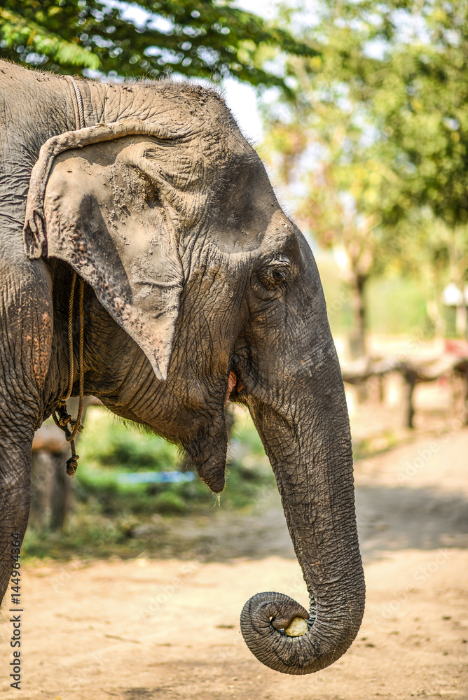 Poster Elephant eating a food in natural reserve. – Wall Art | UkPosters