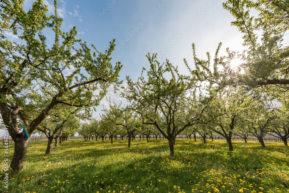 Stockfoto Obstplantage in der untergehenden Sonne mit blühendem ...