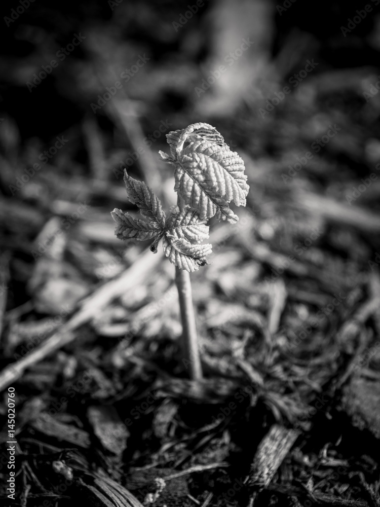 Small green tree sprout plants growing in forest mud ecology concept ...