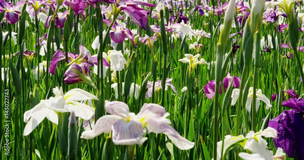 Field of Iris Flowers blooming in the Garden with sliding motion Stock ...