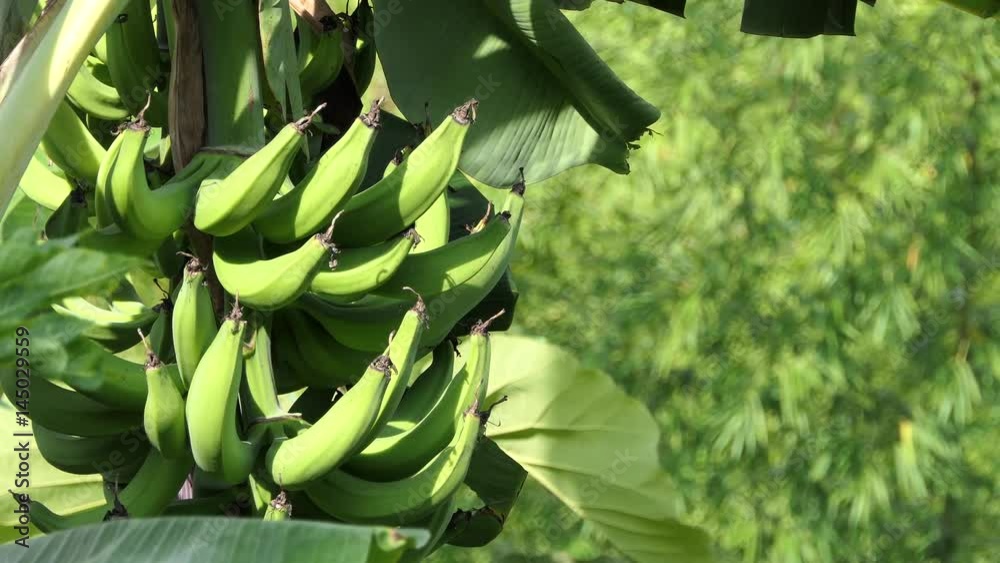 Bananas growing on tree with copy space. A bunch of bananas on the tree ...