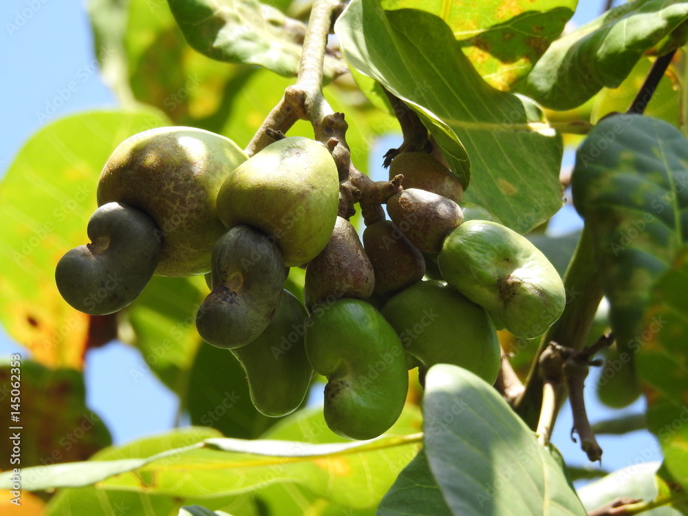 Foto de anacardio tree do Stock | Adobe Stock